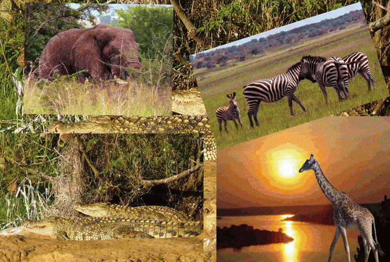 Explore Rwanda Akagera National Park – Five to Five Hotel